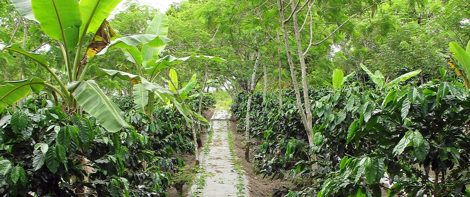 Atlantic Specialty Coffee, Inc. – Specialty Green Coffee Importers